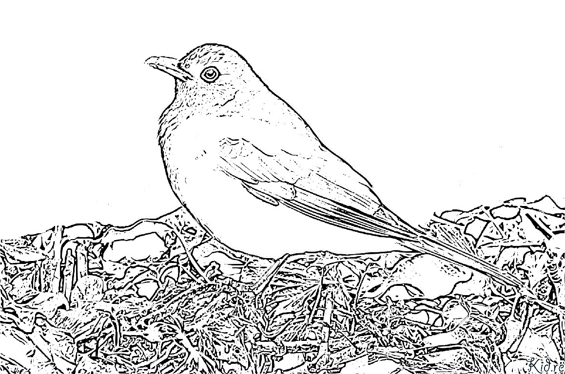 Blackbird Coloring pages to print