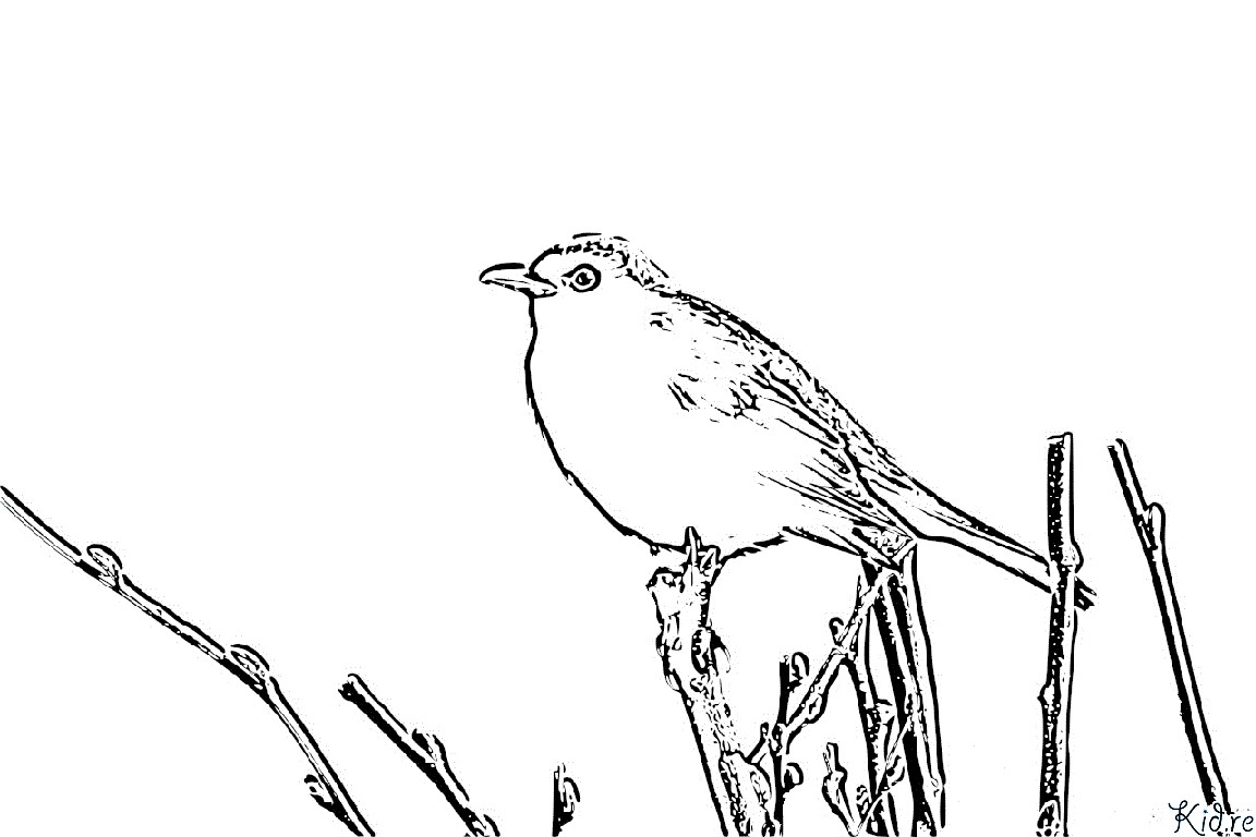 Blackbird Coloring pages to print