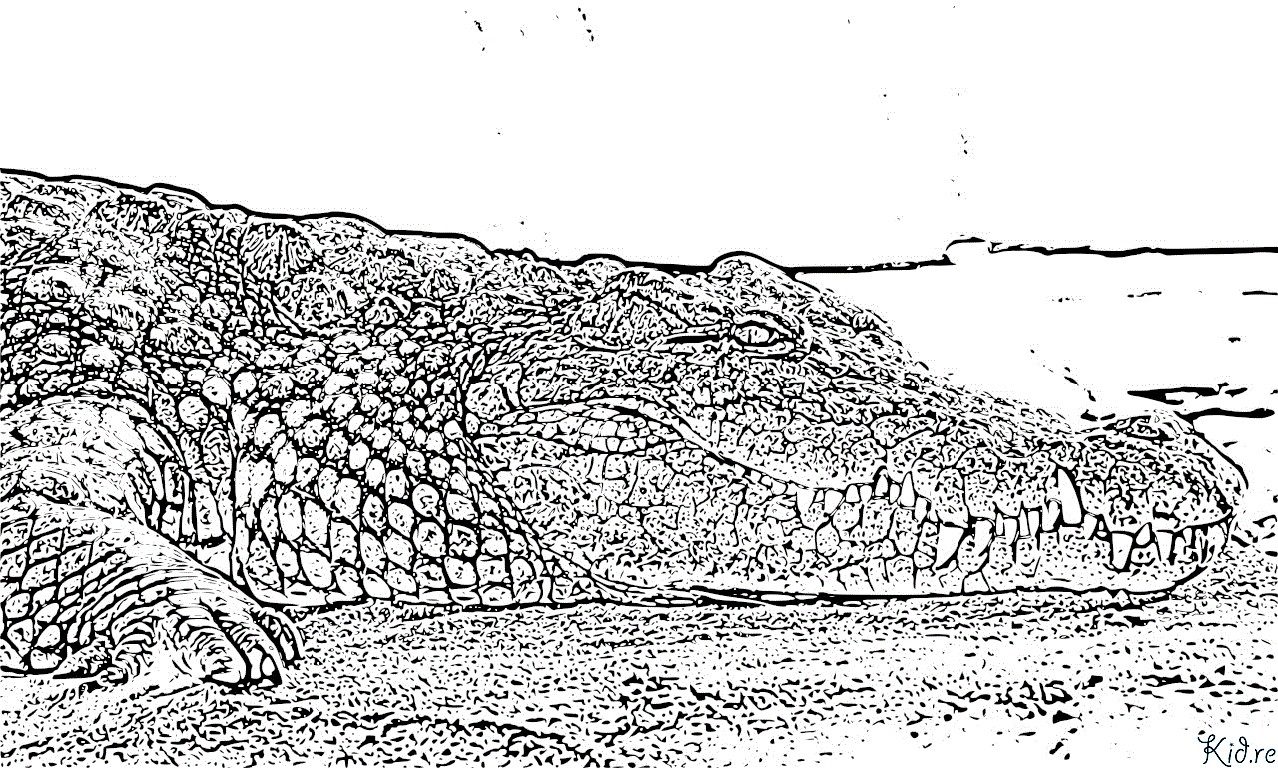Crocodile - Activities For Kids ! 👦👧