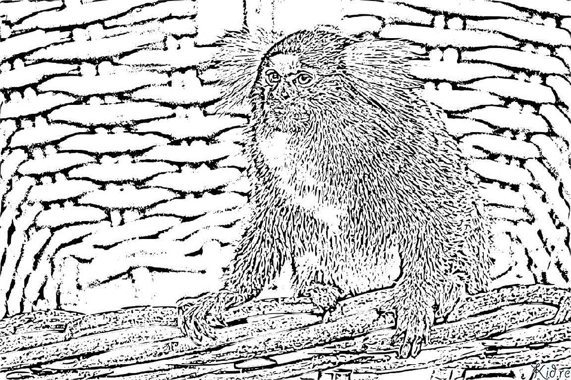 Marmoset - Activities For Kids ! 👦👧