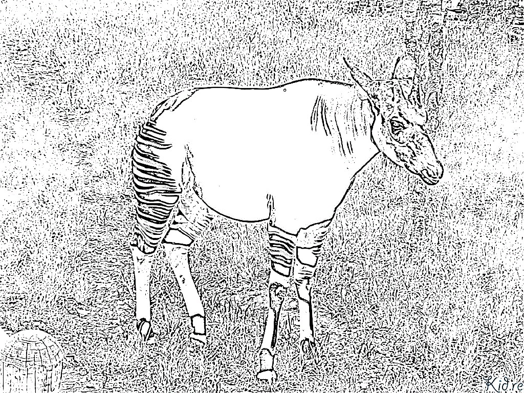 Okapi - Activities For Kids ! 👦👧