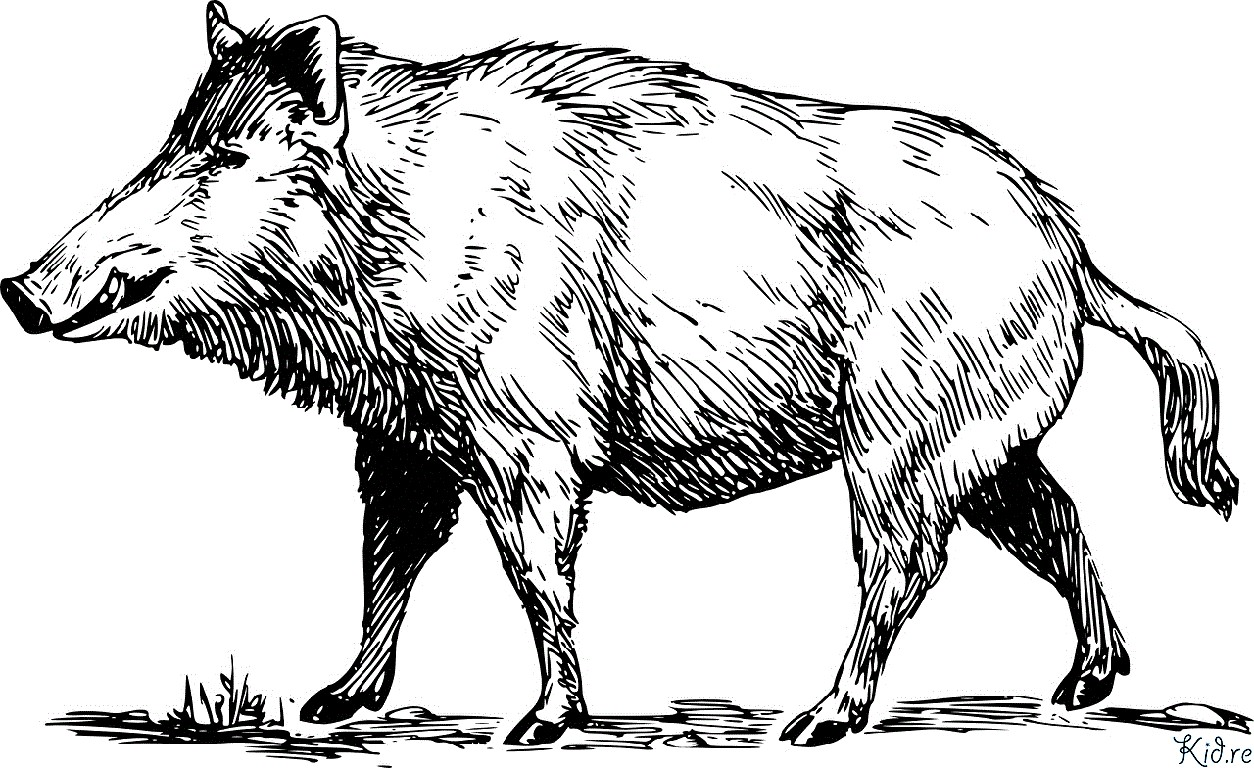Warthog - Activities For Kids ! 👦👧