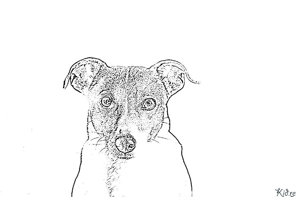 Jack Russell Terrier - Activities for Kids ! 👦👧