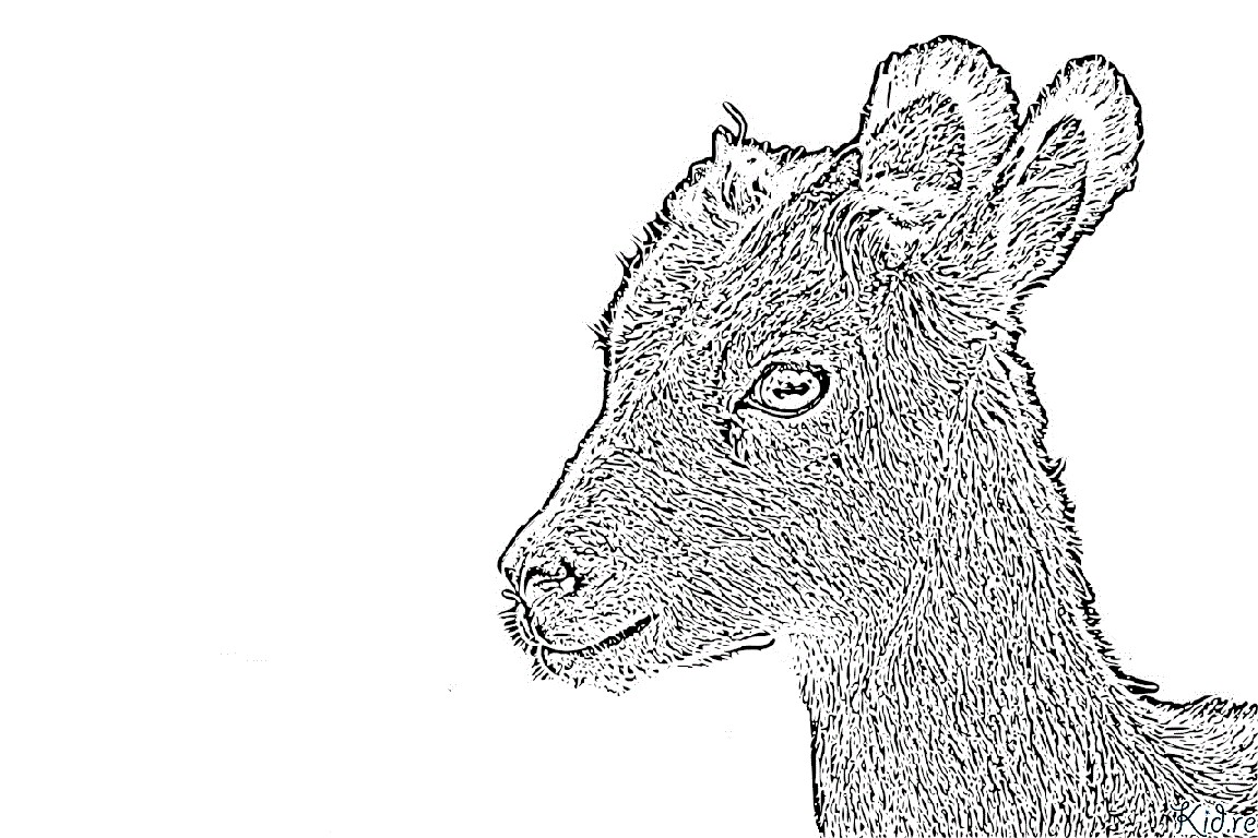 Mouflon - Activités Pour Les Enfants ! 👦👧