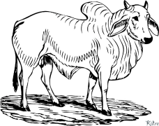 Zebu - Activities For Kids ! 👦👧