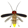 Firefly Gambar Animasi Gif